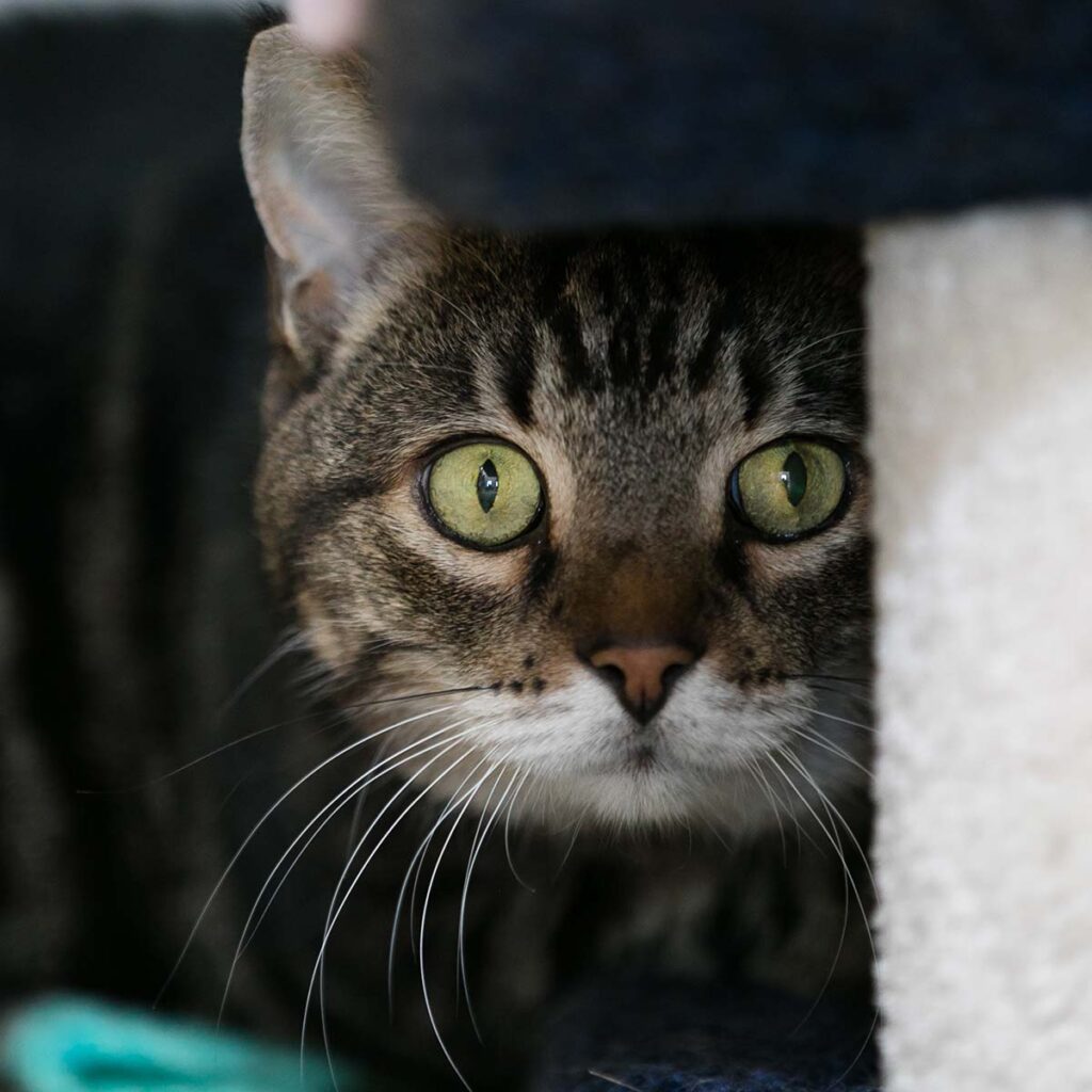 DIY Scratching Post Guide - Wisconsin Humane Society