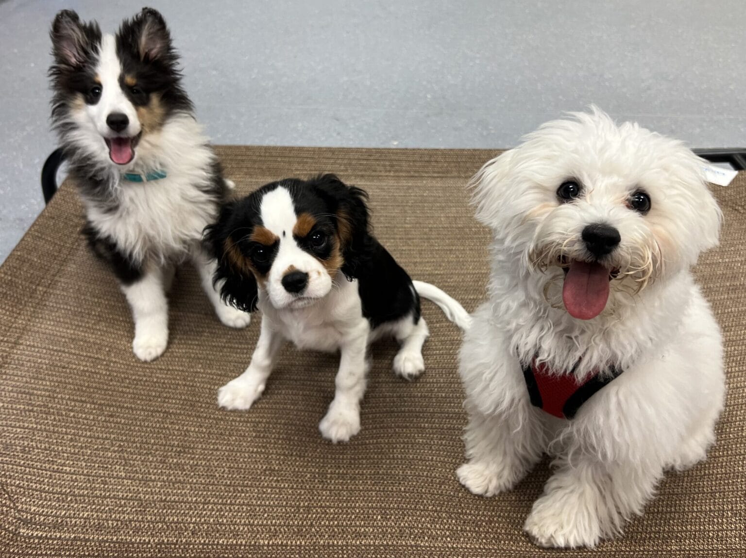 Racine Campus - Wisconsin Humane Society