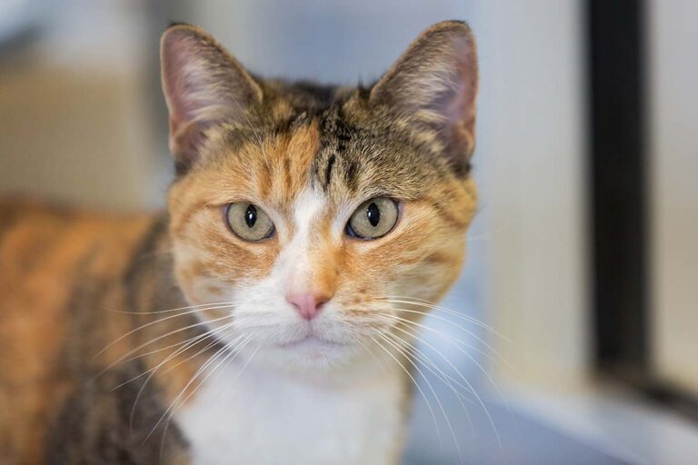 Milwaukee Campus - Wisconsin Humane Society