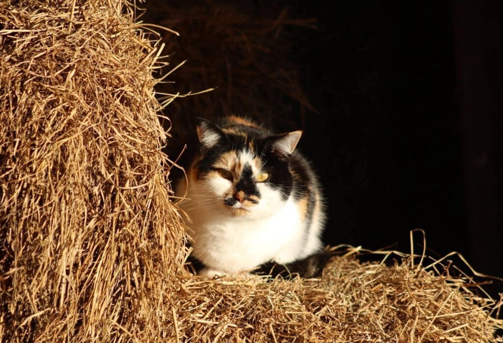 Spay & Neuter - Wisconsin Humane Society